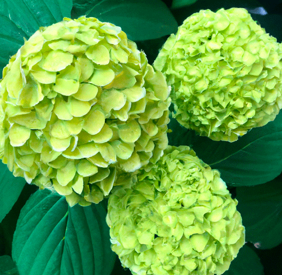 Green Ball – La Esperanza Farms