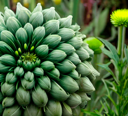 Alstroemeria Green Planet – La Esperanza Farms