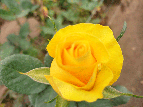 Esperanza Rose Flower | Best Flower Site